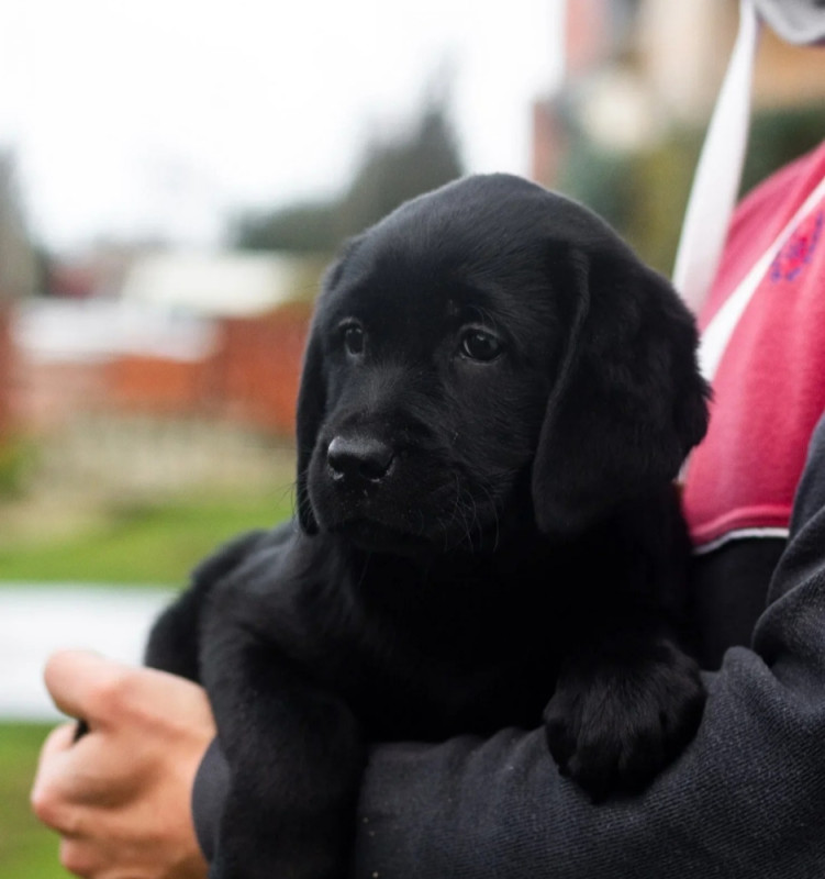 Labrador stenad(AKCIJSKA CIJENA PRVOOBIRANO) - Psi i Štenad - OLX.ba