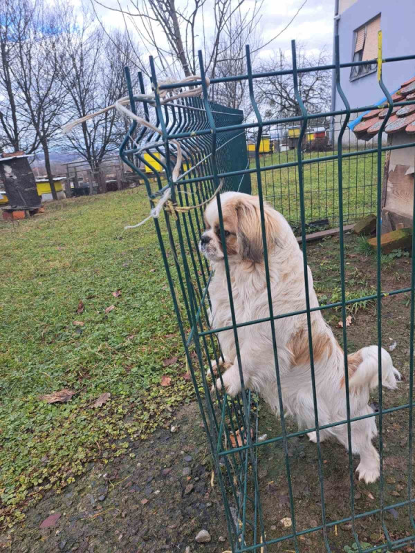 Pas kraljevski pekinezer - Psi i Štenad - OLX.ba