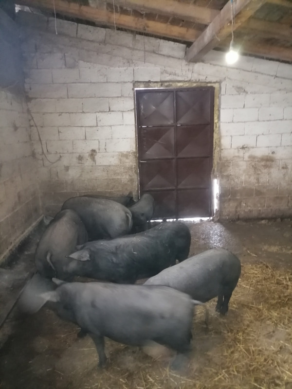 svinje fajferice i prasci - Svinje - OLX.ba