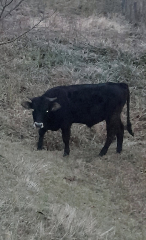 Junac junad june bik - Krave - OLX.ba