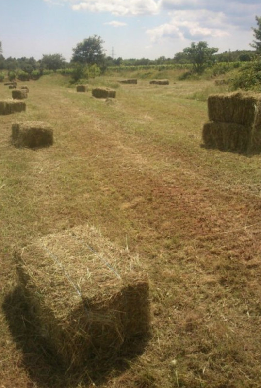 Sijeno mešano lucerka i trava - Hrana i oprema - OLX.ba
