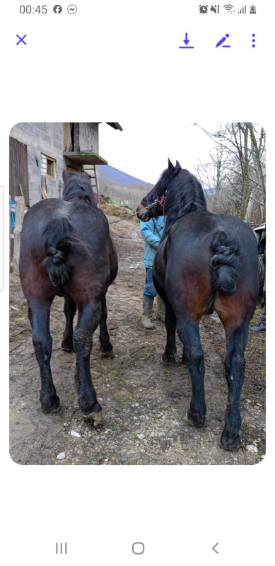 ZDRIJEBCI MRKI DORATI - Konji - OLX.ba