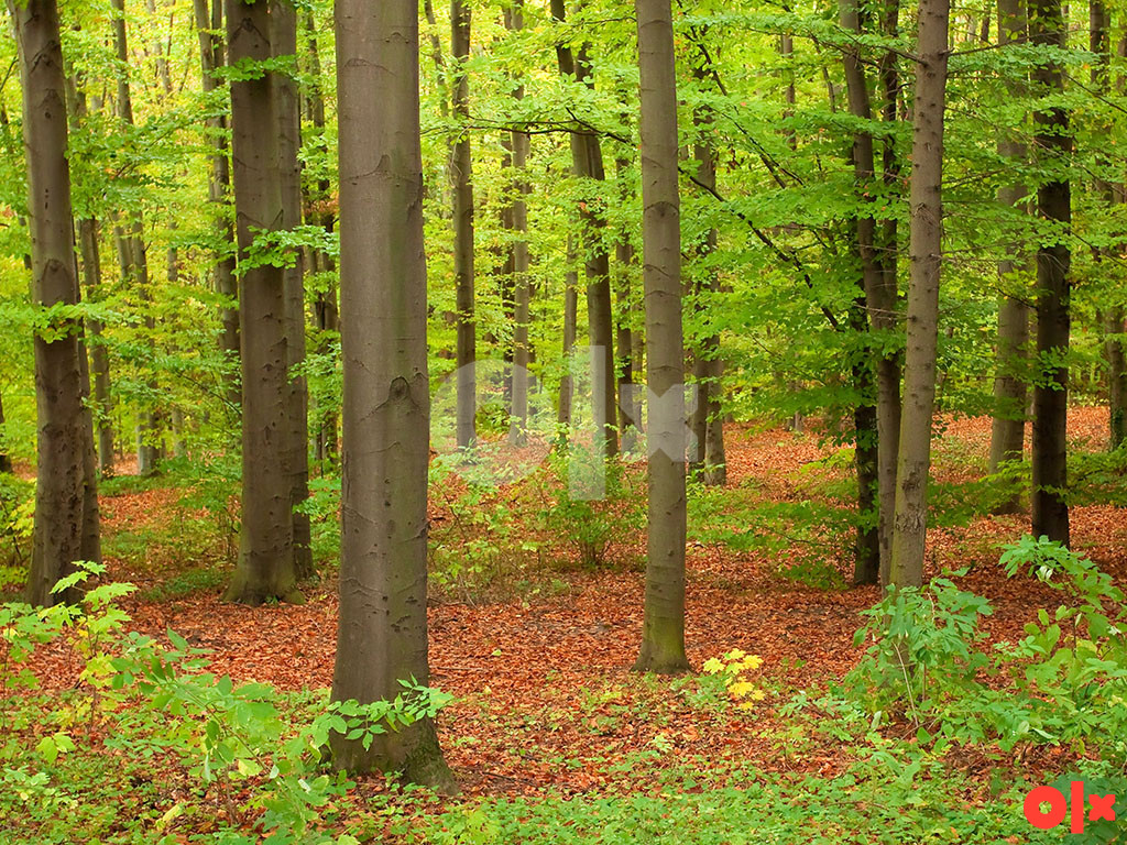 Suma bukova i grabova sa prilaznim putom Devetina/Hrvacani - Zemljišta ...