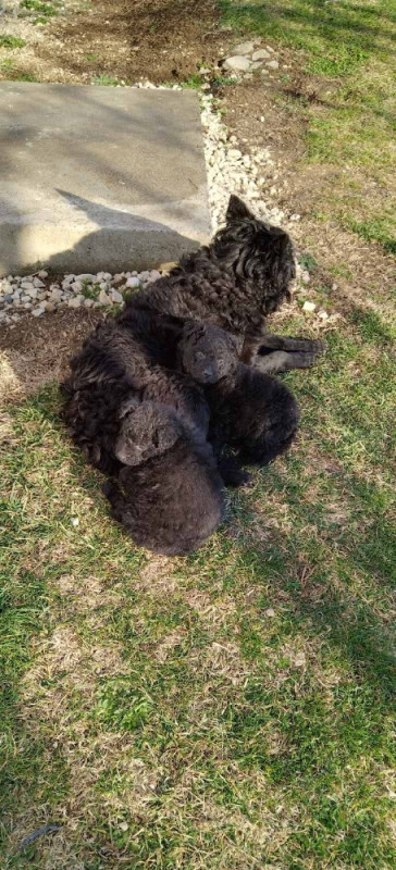 Musko stene pulin - Psi i Štenad - OLX.ba