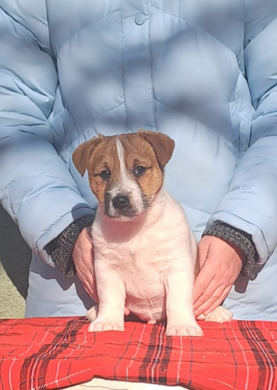 Dzek Rasel & Jack Russell - Psi i Štenad - OLX.ba