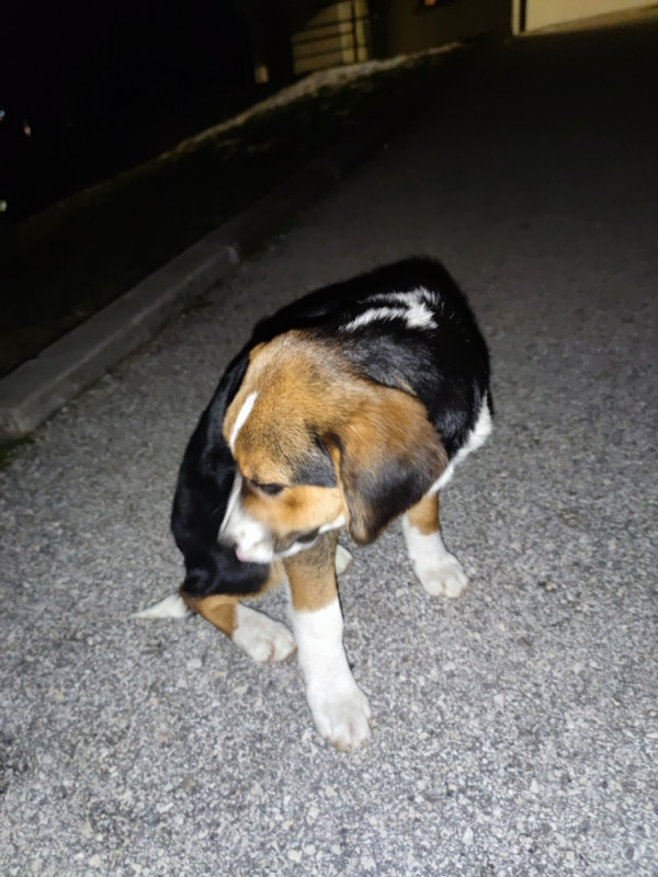 Lovacki pas stene - Psi i Štenad - OLX.ba