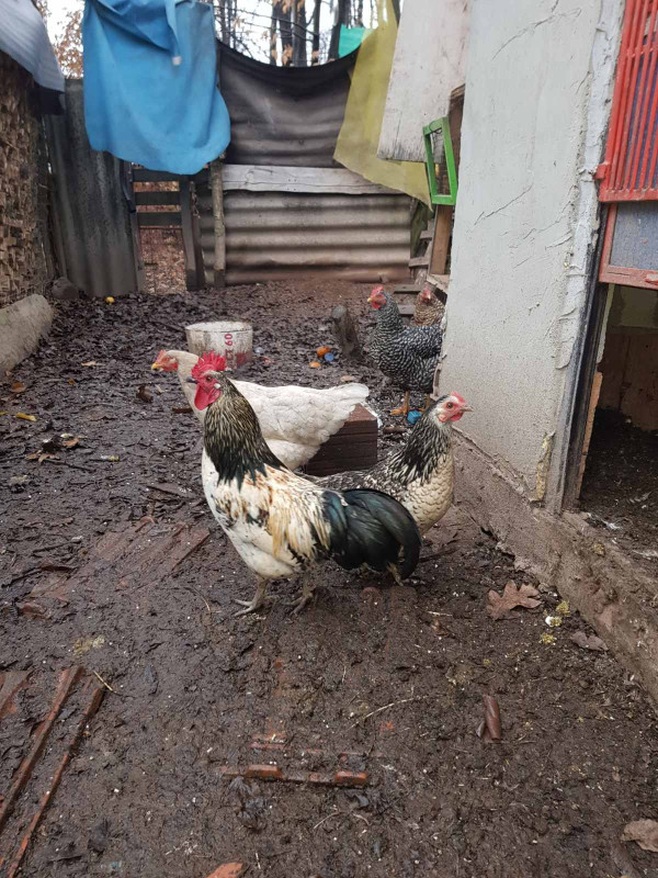 Cvrko horoz mlad - Kokoške - OLX.ba