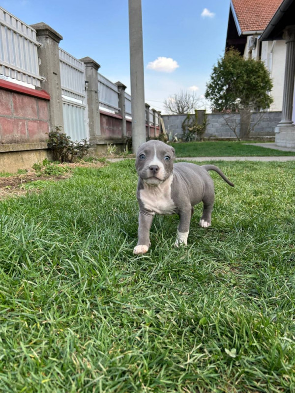 Americki Staford Terijer - Psi i Štenad - OLX.ba