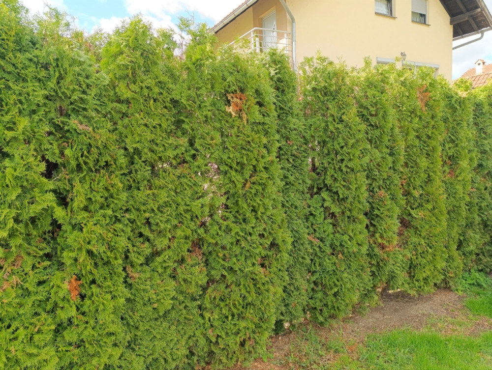 TUJA / TUJE / KOLUMNA 1M = 10 KM - Sadnice - OLX.ba