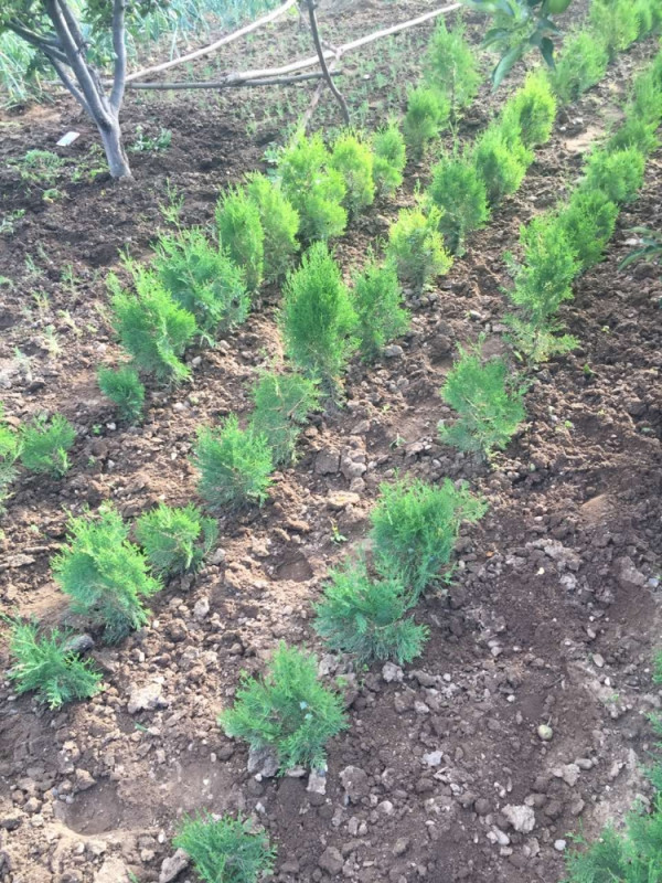 Čempresi tuje, visina 50-150cm - Sadnice - OLX.ba