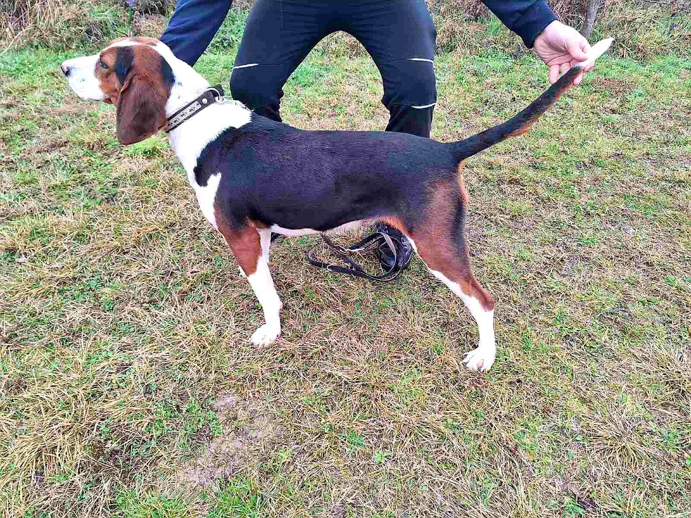 Trobojni gonic, trobojac, lovacki psi - Psi i Štenad - OLX.ba