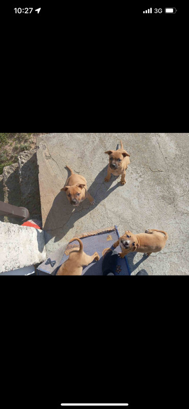 Stenad pit bulla - Psi i Štenad - OLX.ba