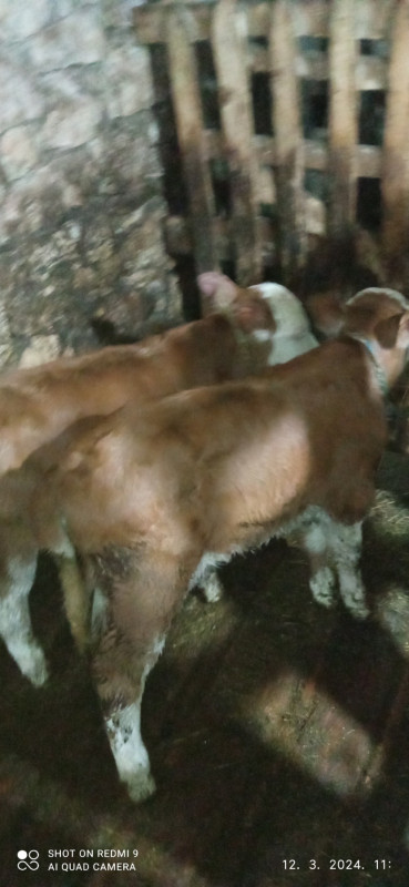 Telad simentalci - Krave - OLX.ba