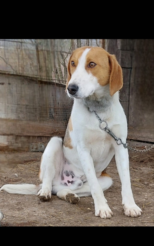 Lovacki pas ruski pjegavi gonic - Psi i Štenad - OLX.ba