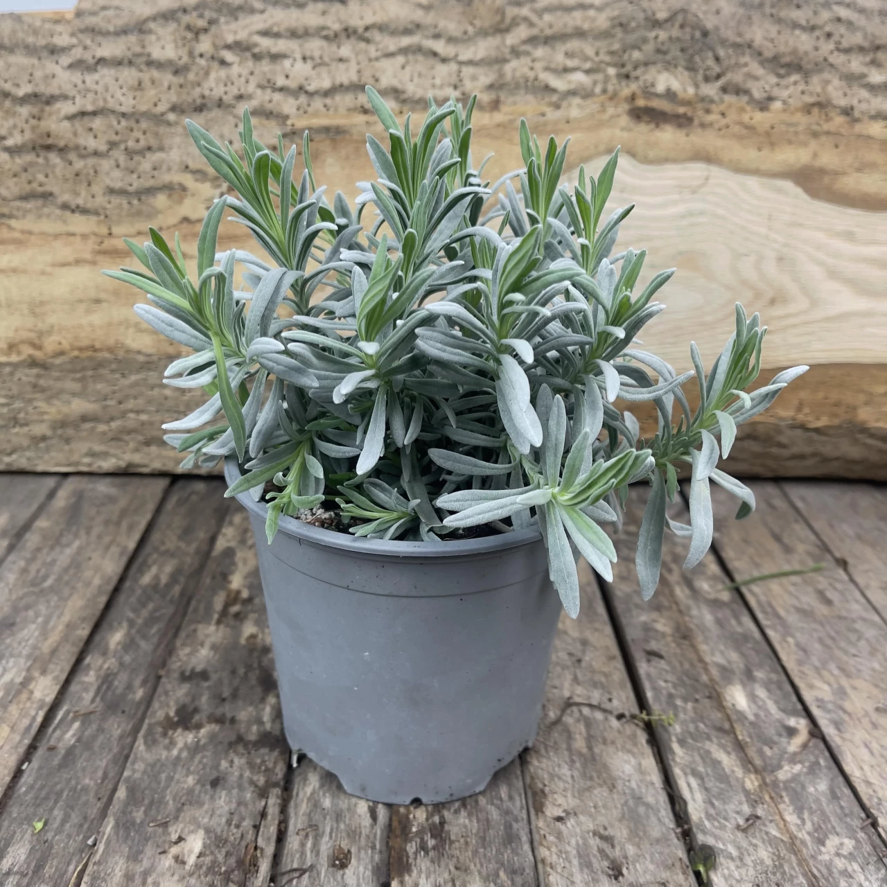 Lavandula angustifolia - obična, prava lavanda - Sadnice - OLX.ba