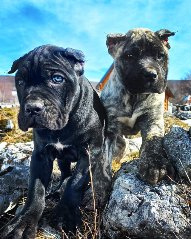 Cane Corso stenad stenci ČITAJ OPIS - Psi i Štenad - OLX.ba