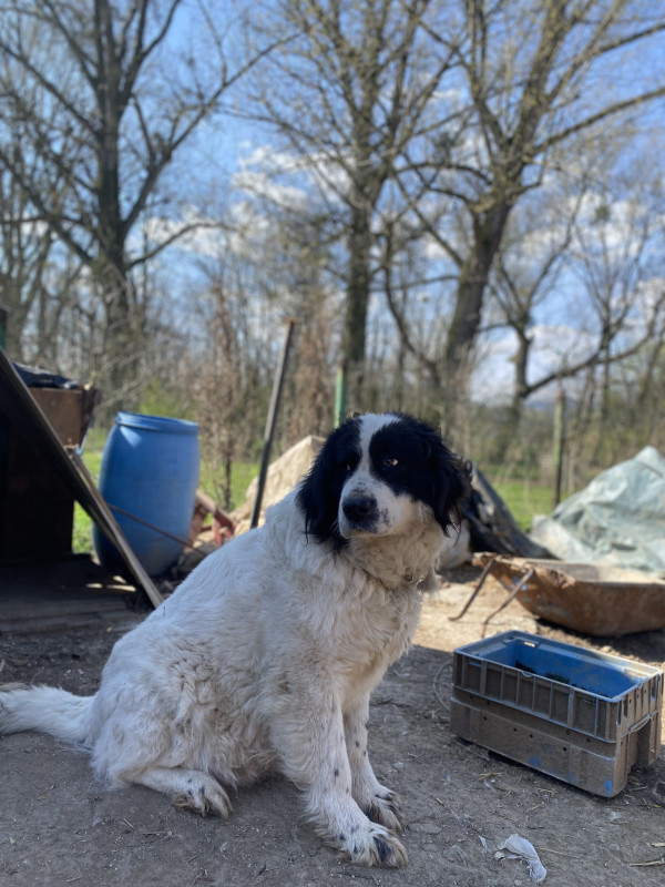 Pas Tornjak, poklanjam - Poklanjam (darujem) - OLX.ba