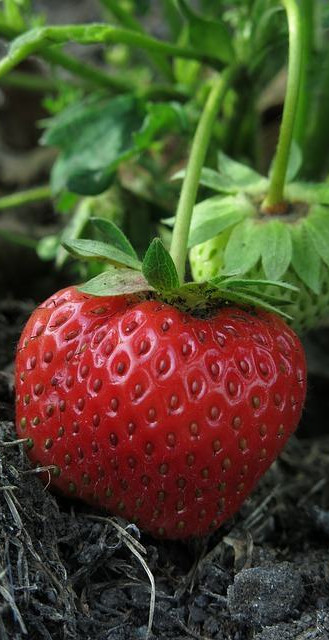 Sadnice jagoda mjesecarke frigo alba kleri maja roksana penjačica ...