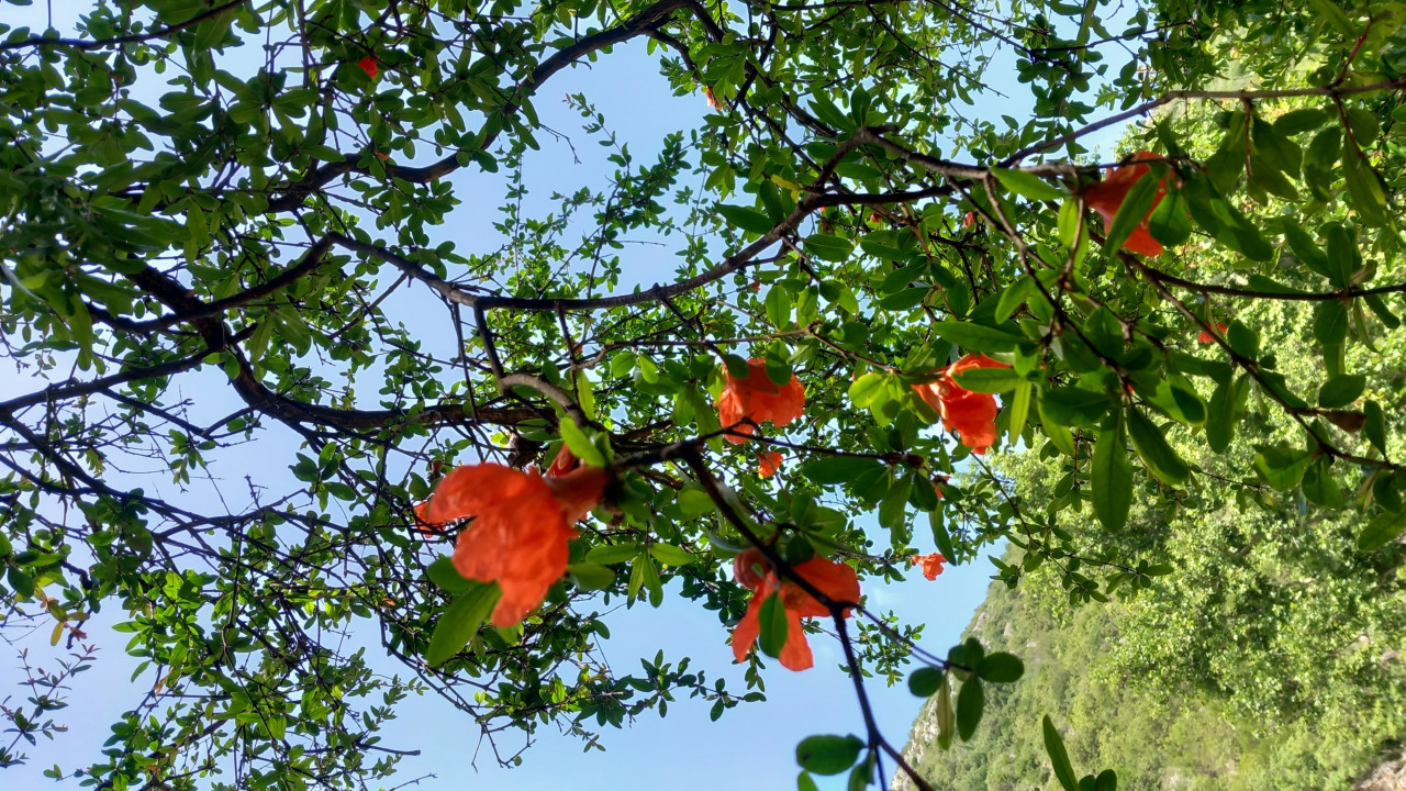 Sadnice šipka / nara autohtona sorta - Sadnice - OLX.ba