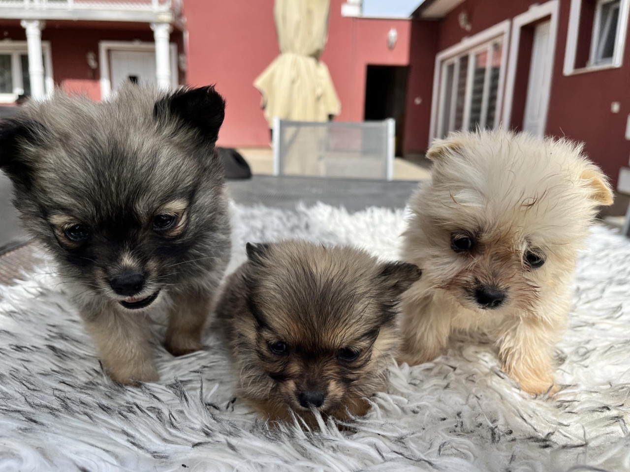 STENAD NA PRODAJU - Psi i Štenad - OLX.ba