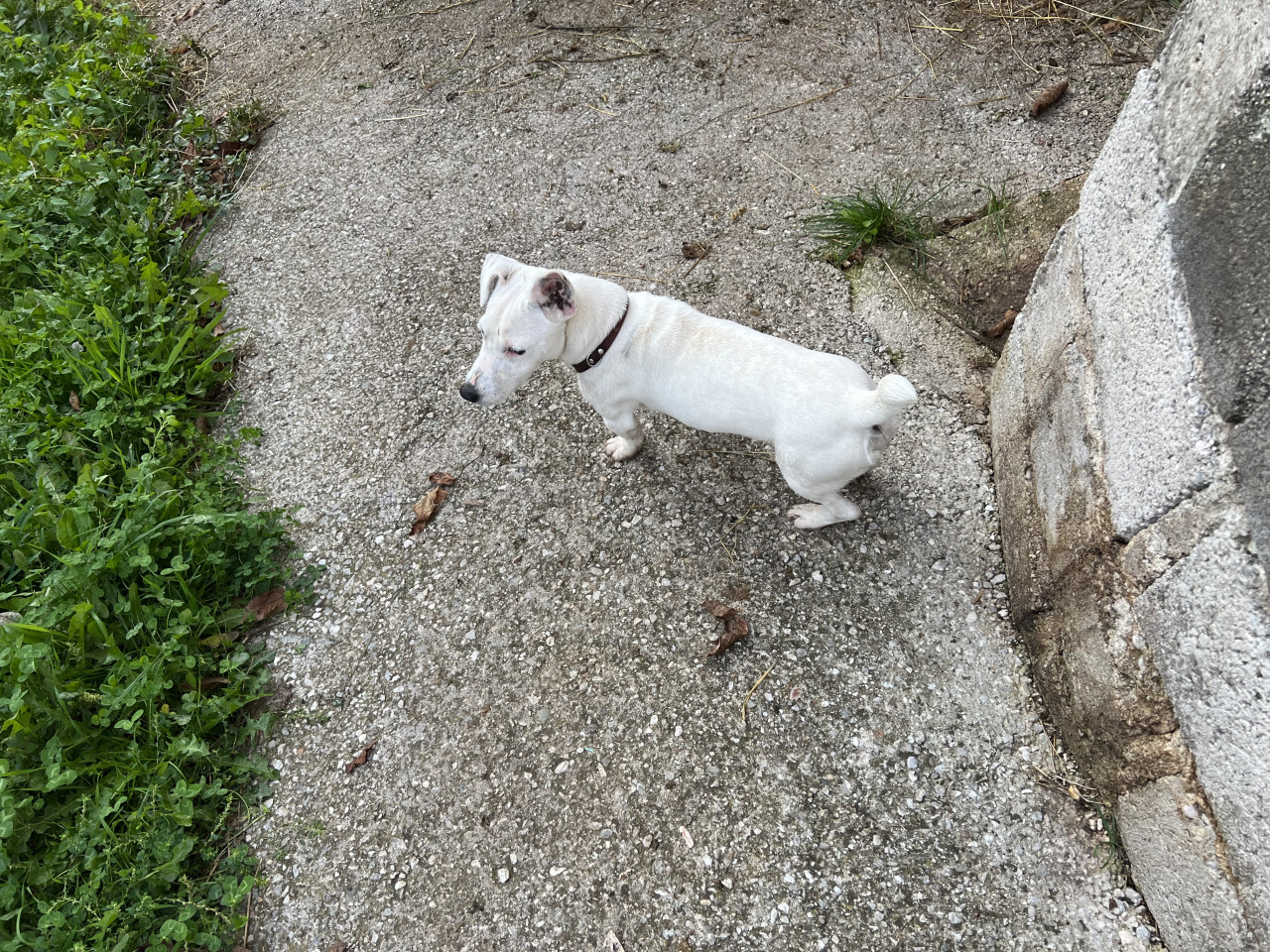 Jack Russell terrier(dzek rasel) - Psi i Štenad - OLX.ba