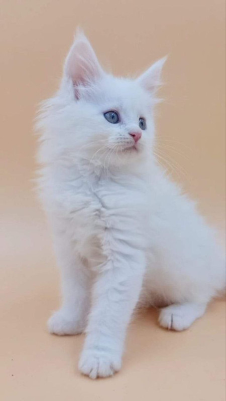 Maine Coon vrhunsko Belo Mace! - Mačke - OLX.ba