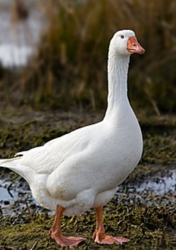 Guske labudaste - Guske - OLX.ba