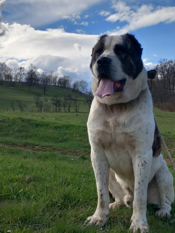 Azijat pas - Psi i Štenad - OLX.ba