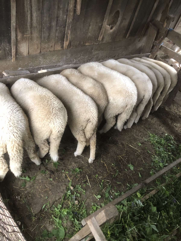 Jagnjad Sjenicka Pramenka - Ovce - OLX.ba