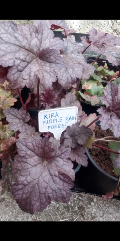 Heuchere, heuhere, hojhere za prodaju - Biljke i cvijeće - OLX.ba