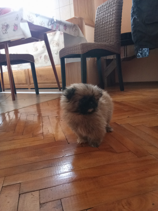 Pekinezer stene - Psi i Štenad - OLX.ba