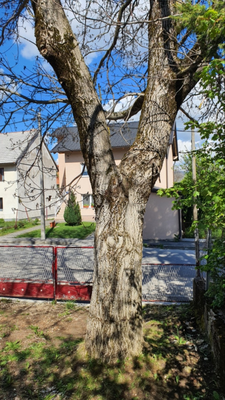 Orah stablo drvo Glamoč - Trupci i rezana građa - OLX.ba