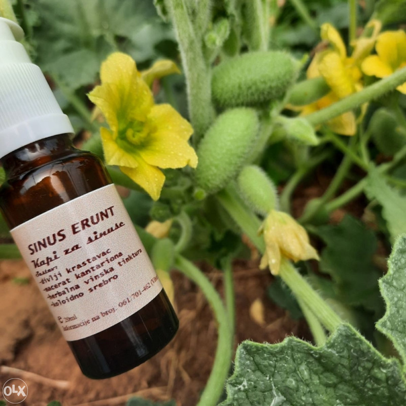 SINUS ERUNT - Sprej za sinuse DIVLJI KRASTAVAC kapi - Biljni preparati ...