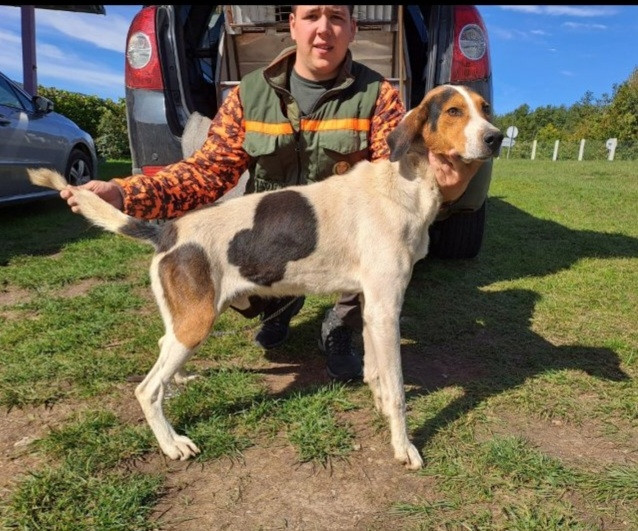 Lovacki pas ruski pjegavi gonic - Psi i Štenad - OLX.ba