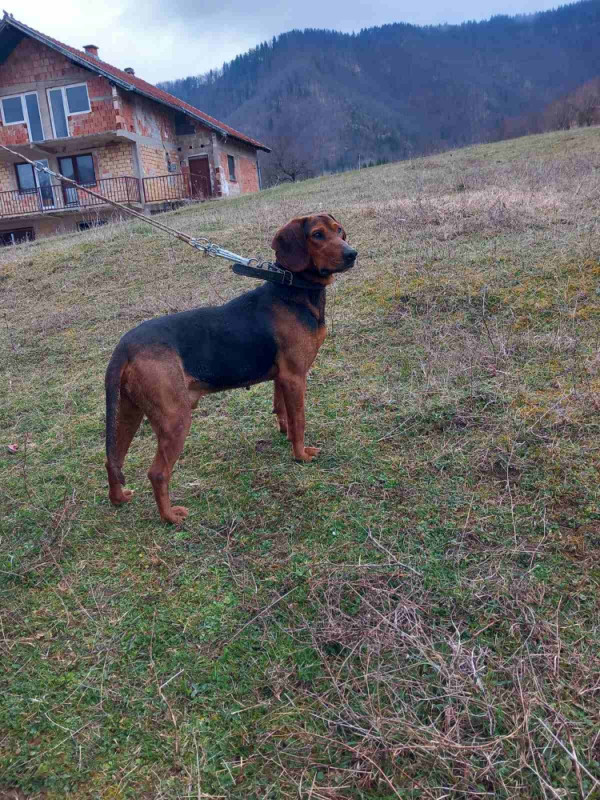 Lovacki pas balkanski gonic - Psi i Štenad - OLX.ba