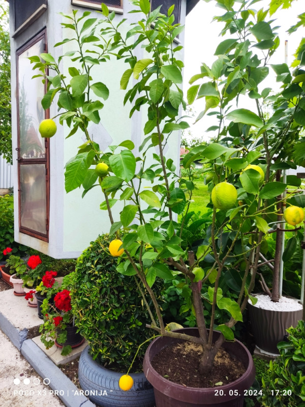 Limun drvo - Sadnice - OLX.ba