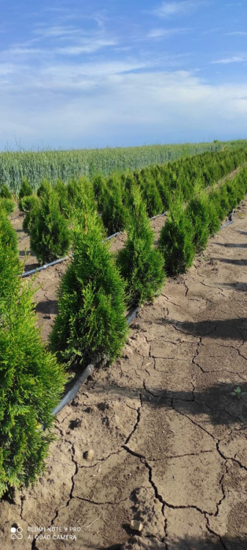 Smaragd tuja 80-100 cm tuje cempresi - Sadnice - OLX.ba