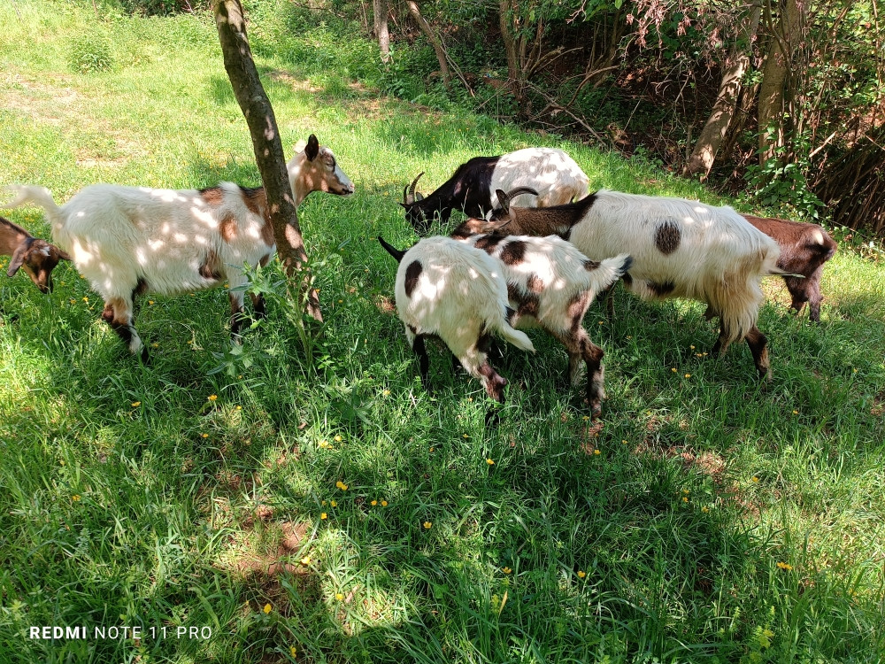 3 koze mlade i 5 jaradi vecih - Koze - OLX.ba