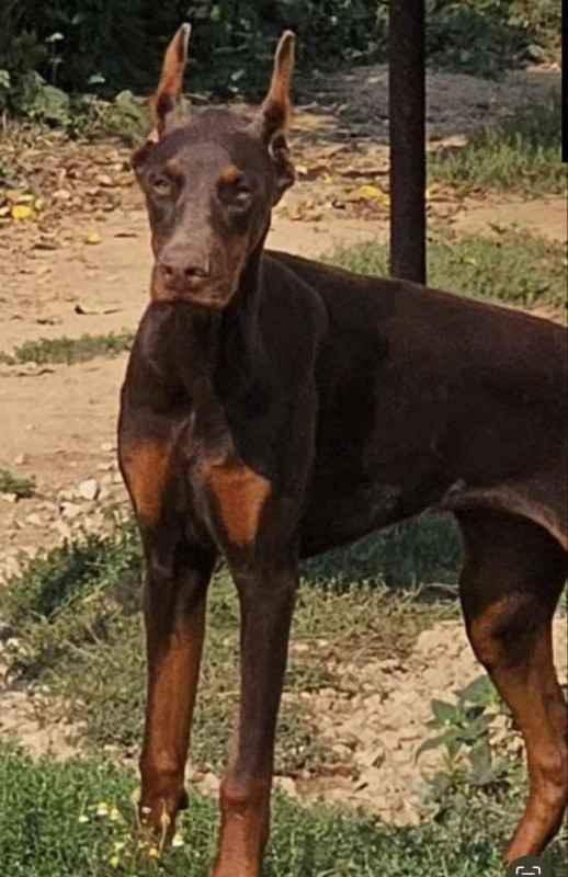 Doberman pas poklon - Psi i Štenad - OLX.ba