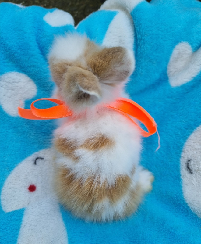 PATULJASTI KUNIC KUNICI ZEKO ZEC ZECEVI LAVLJA GLAVA - Kunići - OLX.ba