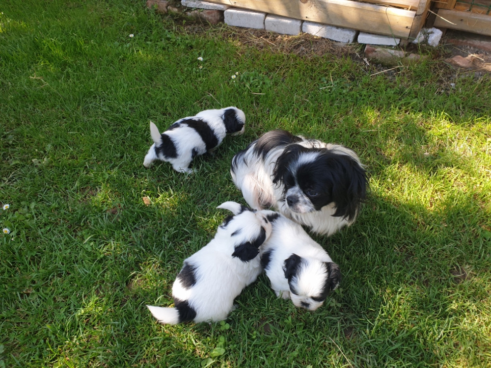 Pekinezer kraljevski maltezer - Psi i Štenad - OLX.ba