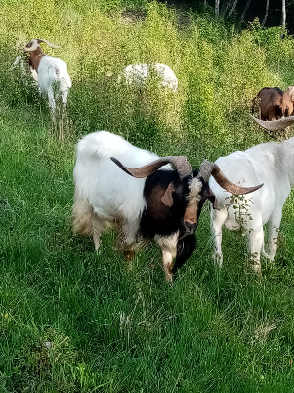 Jarci za Priplod, Koze i Jarci za Stelju - Koze - OLX.ba