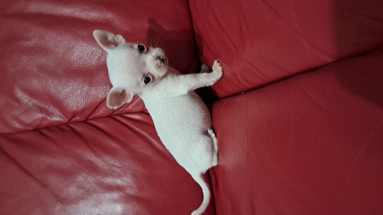 Civave stenci - Psi i Štenad - OLX.ba