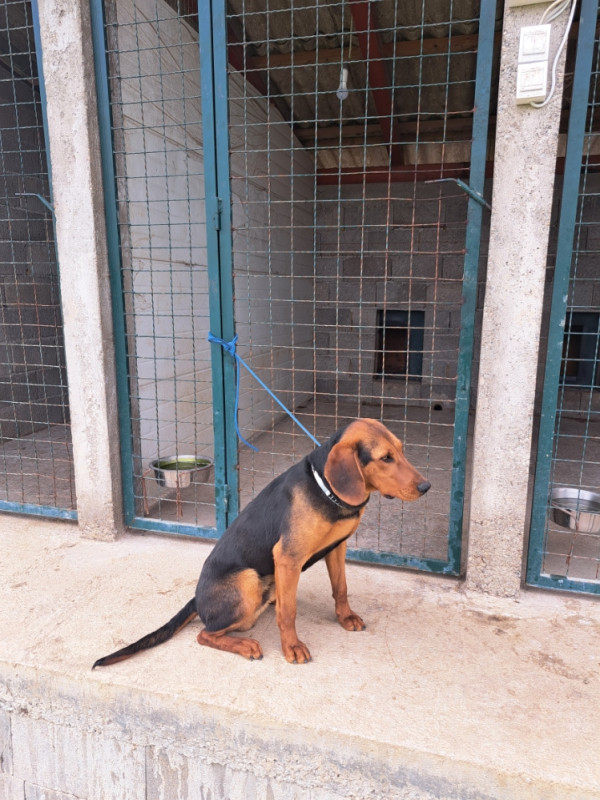 Srpski gonic balkanac lovacki pas - Psi i Štenad - OLX.ba