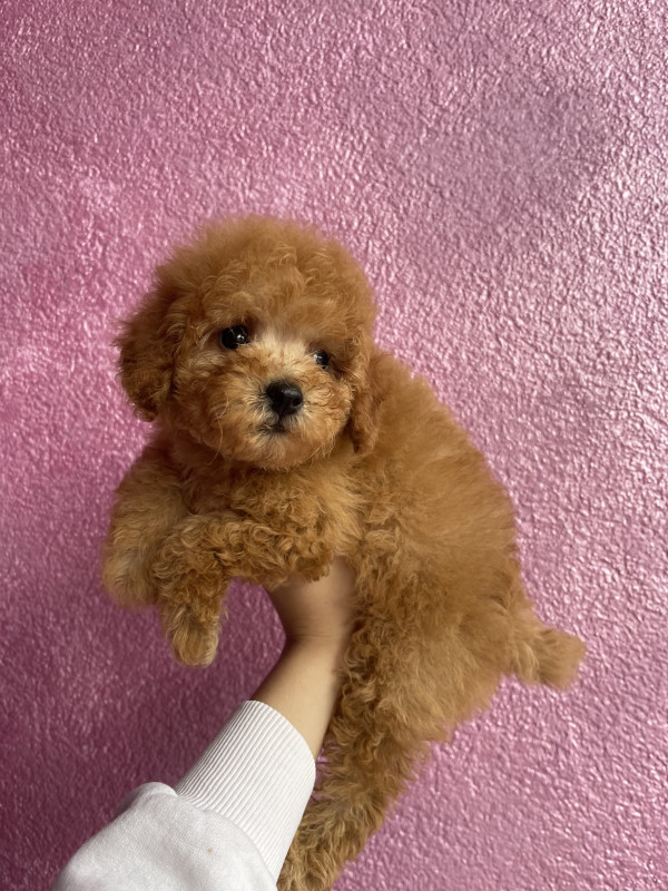 toy crvena francuska pudla stenad CIP PASOS - Psi i Štenad - OLX.ba