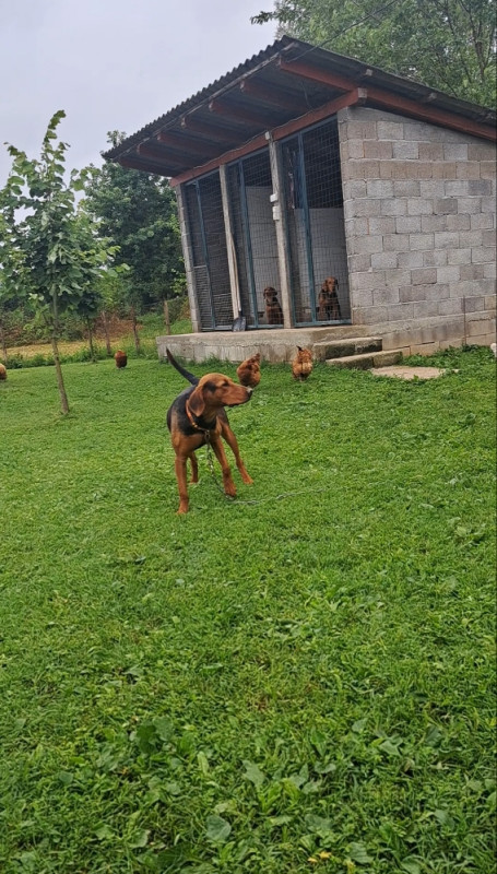 Srpski gonic balkanac lovacki pas - Psi i Štenad - OLX.ba