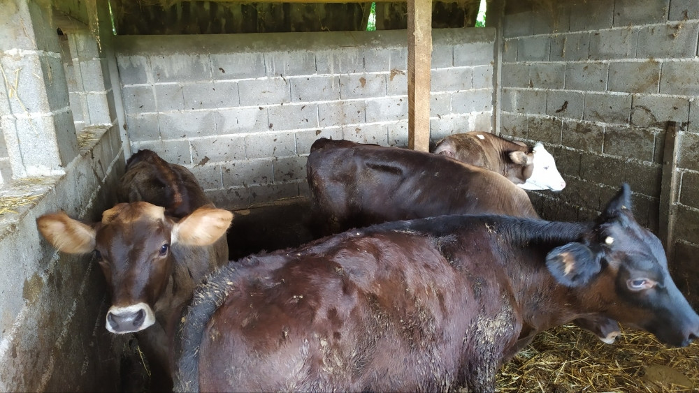 Telad muska - Krave - OLX.ba