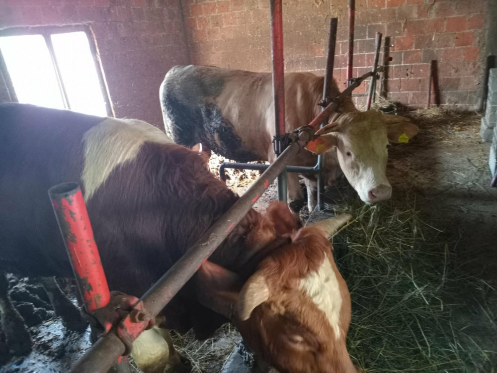 Junac Bik - Krave - OLX.ba