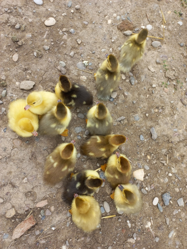 Pacici (patke japanke/mosusne) - Patke - OLX.ba