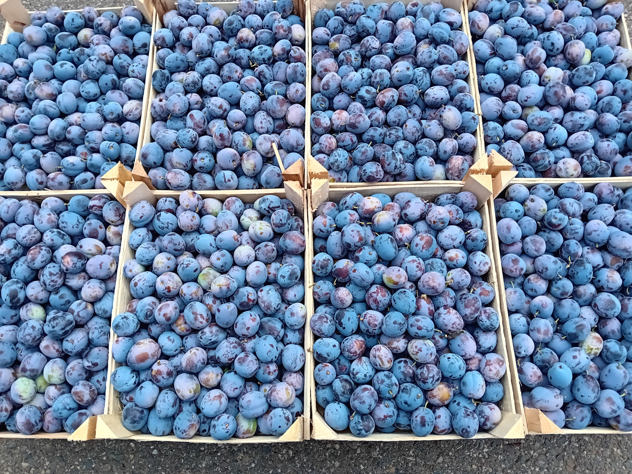 Sljive Cacanska Ljepotica - Voće - OLX.ba